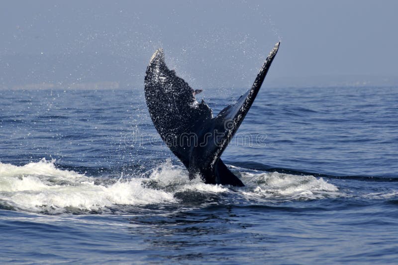 Humpback tail stock photo. Image of tail, humpback, banks - 1088616