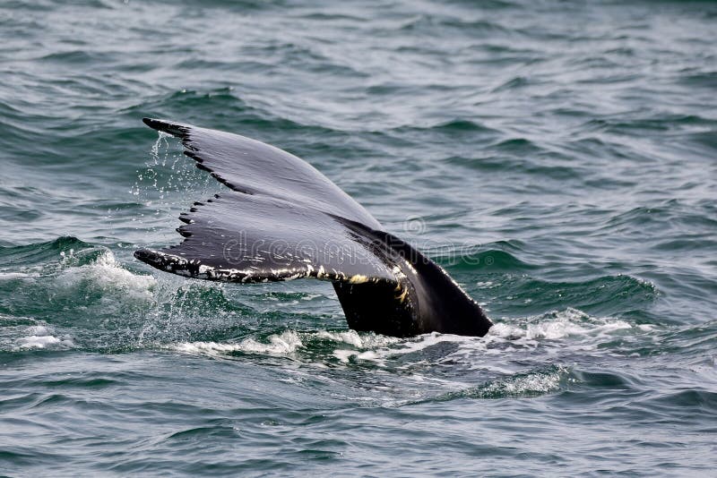 Humpback tail fin stock image. Image of horizontal, closeup - 77887457