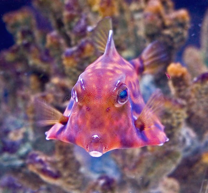 Humpback turretfish 1 stock photo. Image of colors, algae - 3121418