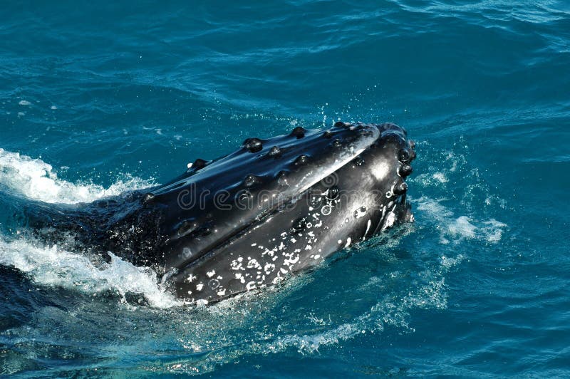 Humpback Whale stock image. Image of life, humpback, mammal - 281499