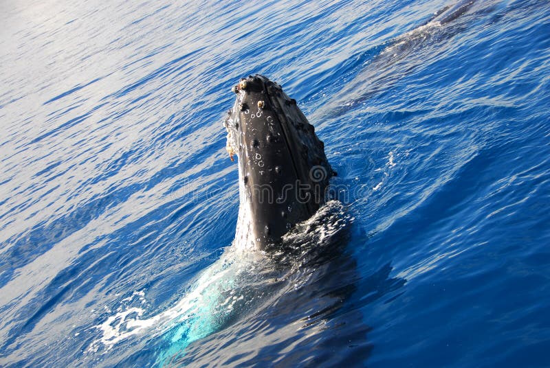 Humpback Whale stock image. Image of life, humpback, mammal - 281499