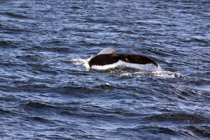 Humpback Whale Picture. Image: 969751