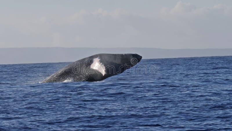 Rare Wildlife Stock Footage & Videos - 9,475 Stock Videos