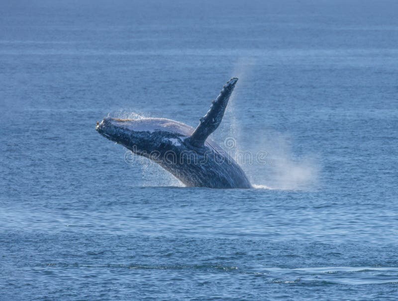 Humpback Whale Breaching Off East Coast Of Australia Stock Image