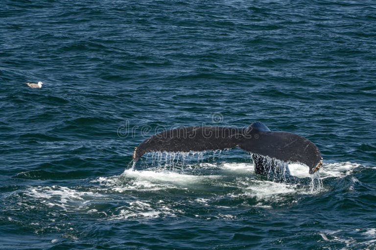 Humpback Whale in Cape Cod Whale Watching while Blowing Stock Image ...