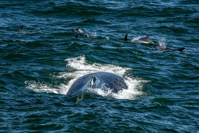 Humpback Whale in Cape Cod Whale Watching while Eating with Atlantic ...