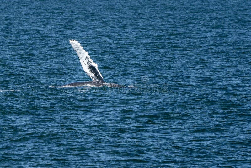 Humpback Whale in Cape Cod Whale Watching while Flapping Fin Stock ...