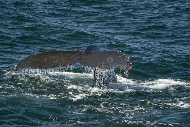 Humpback Whale in Cape Cod Whale Watching while Fluking Stock Image ...