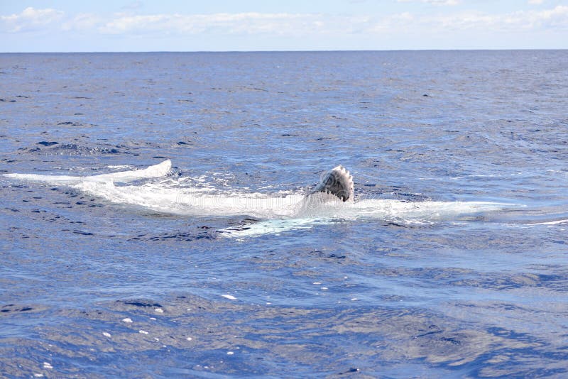 Humpback Whale Diving in the Sea Stock Photo - Image of breaching ...