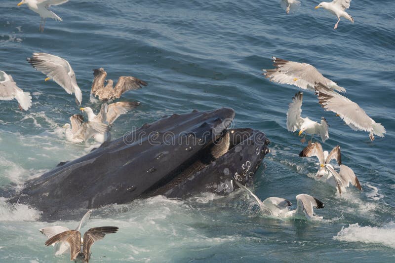 Humpback Whale Feeding Off the Cape Cod Stock Photo - Image of wild ...