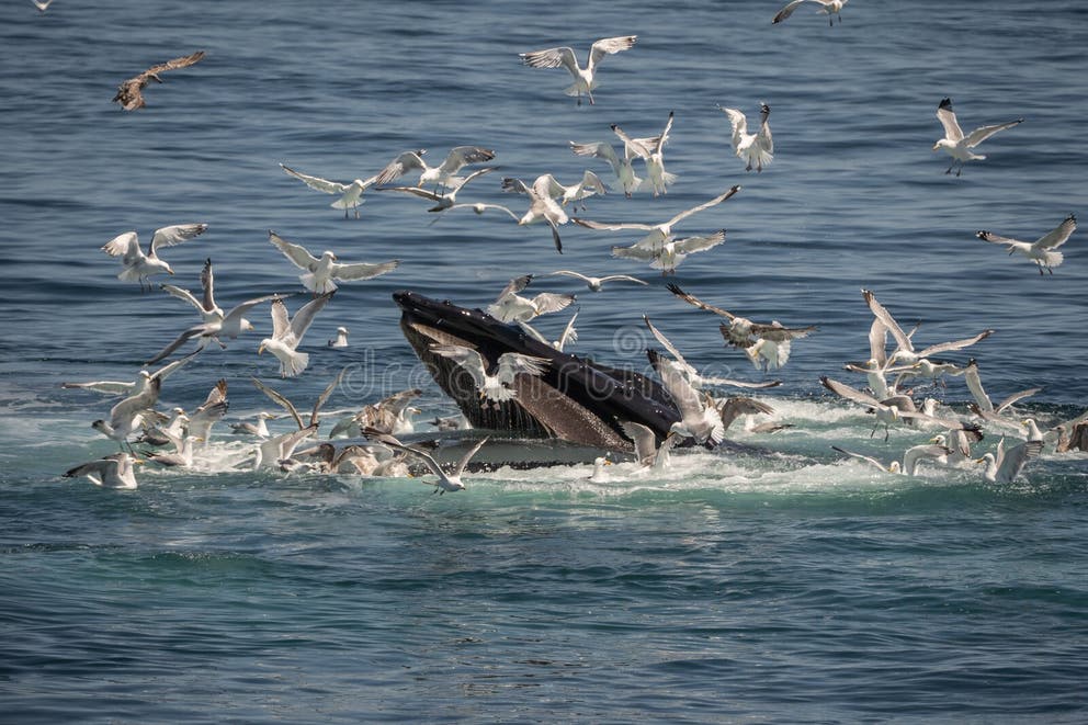 Humpback Whale Feeding Off the Coast of Cape Cod Stock Photo - Image of ...