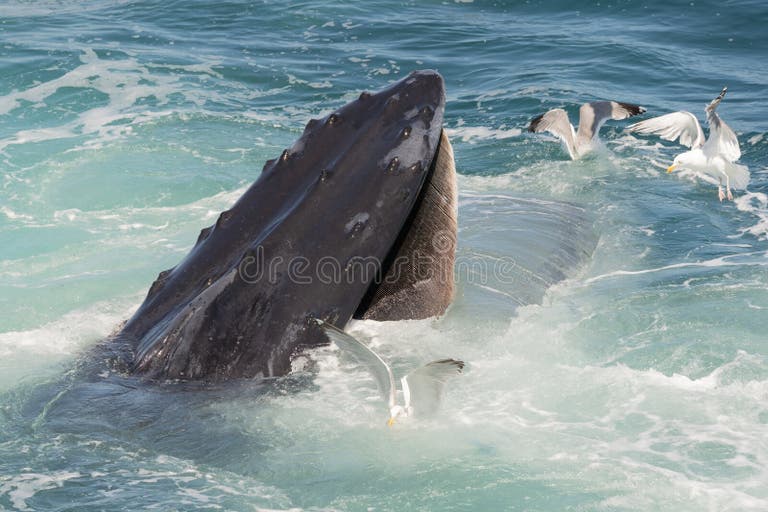 Humpback Whale Feeding Off the Coast of Cape Cod Stock Image - Image of ...