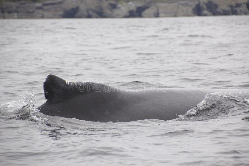 Humpback Whale fin stock image. Image of mammal, marine - 60729569