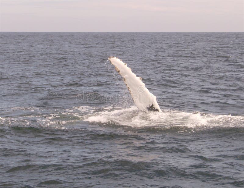 Humpback Whale Flipper Picture. Image: 2714470
