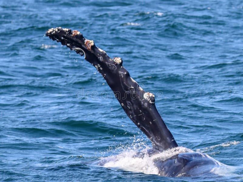 Humpback whale flipper stock image. Image of surface - 342201741