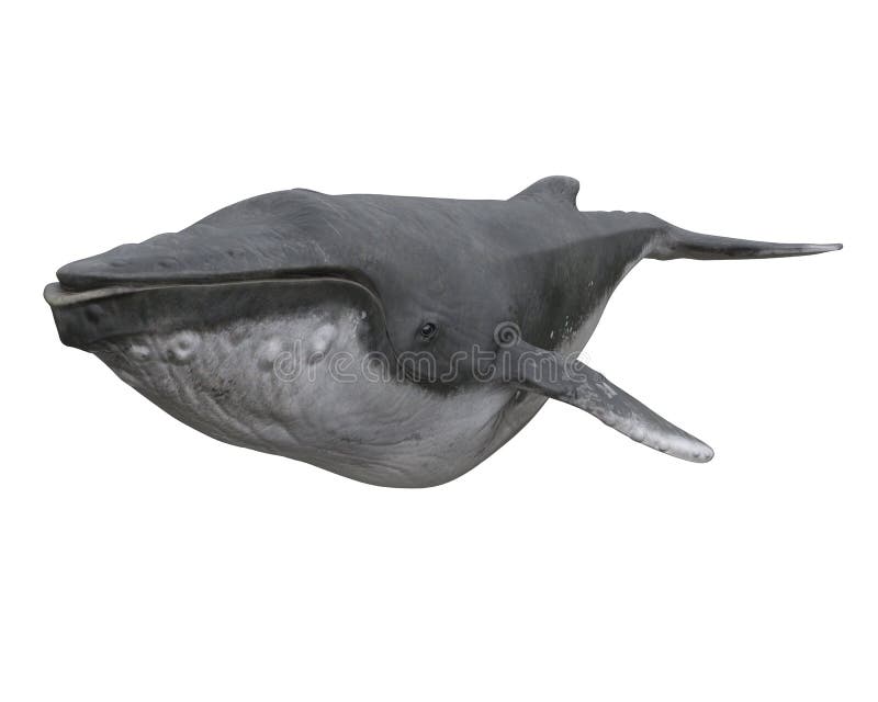 Whale Front View Stock Illustrations – 200 Whale Front View Stock ...