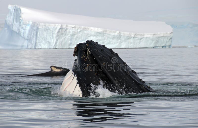 Sunset View and People Gathered on the Deck, Icebergs Drifting ...
