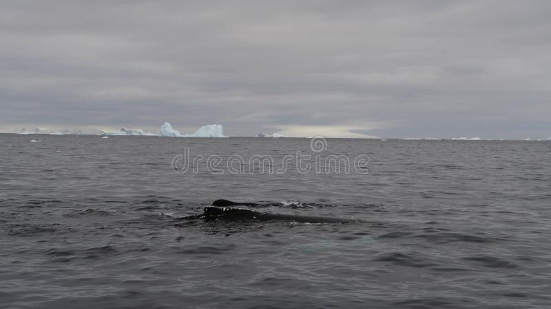 Humpback Whale Logging in Antarctica Stock Video - Video of watching ...