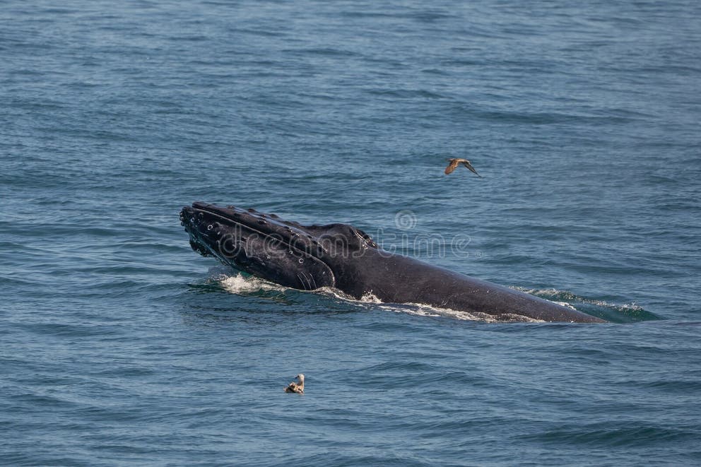 Humpback Whale Off the Coast of ACape Cod Stock Photo - Image of ...