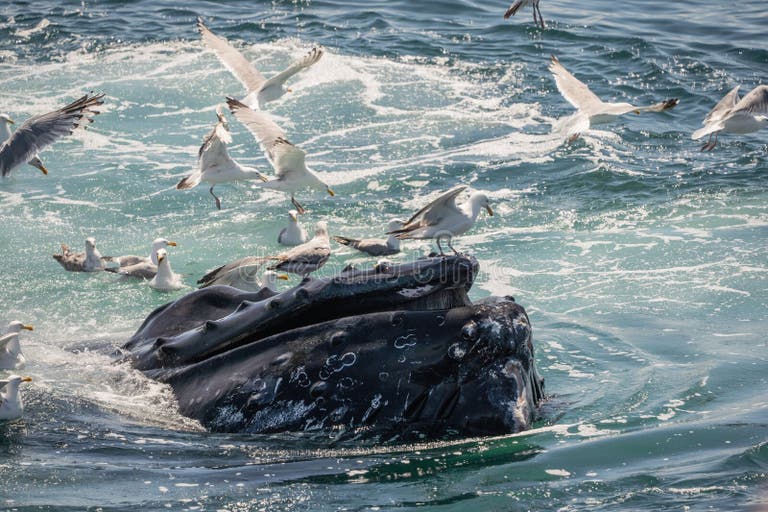Humpback Whale Off the Coasts of Cape Cod Stock Photo - Image of animal ...