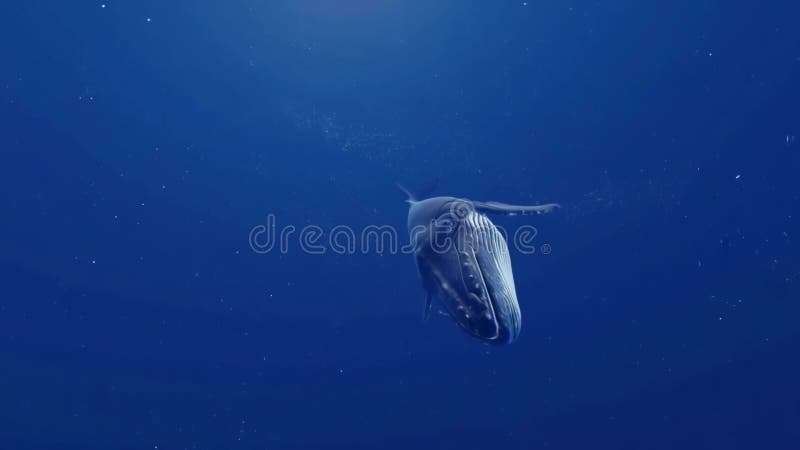 Humpback Whale Rotating Underwater in Deep Blue Ocean Stock Video ...