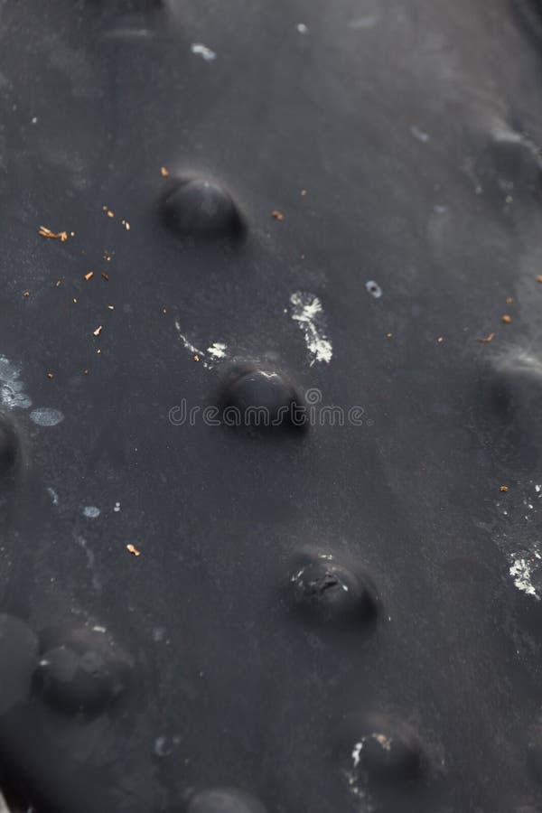 Humpback whale skin stock photo. Image of humpback, water - 87824636