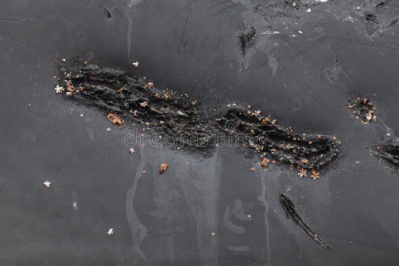 Skin Texture Whale Stock Photos - Free & Royalty-Free Stock Photos from ...