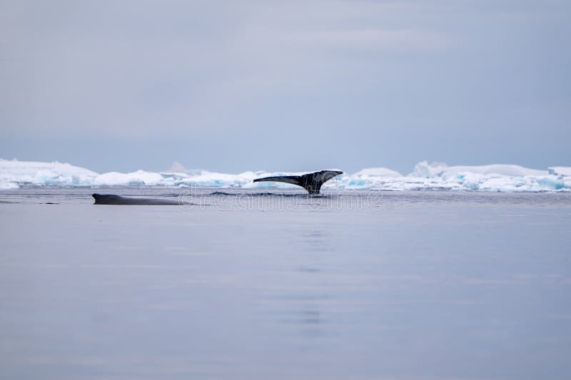 Humpback Whale in the Southern Ocean. Antarctica Stock Image - Image of ...