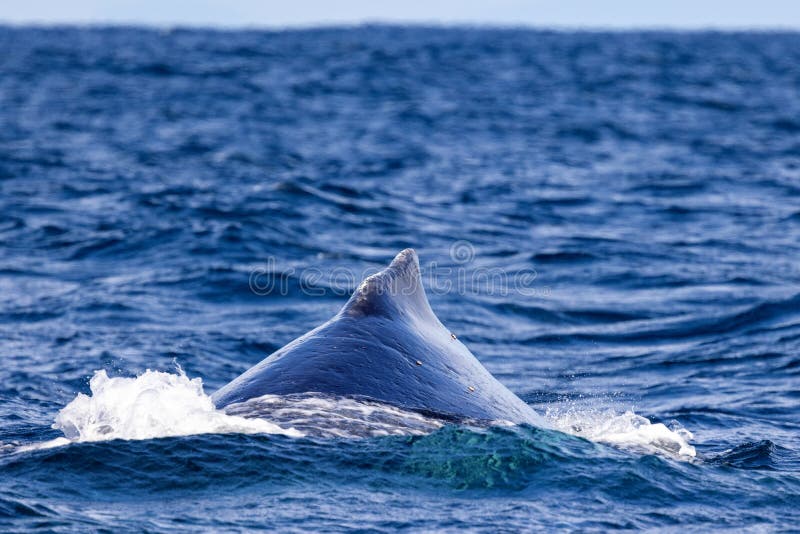 Humpback Whale stock image. Image of nature, wildlife - 221031691