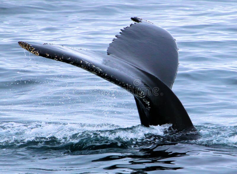 Tail Fin Of Humpback Whale Diving In The Sea Stock Photo - Image of ...