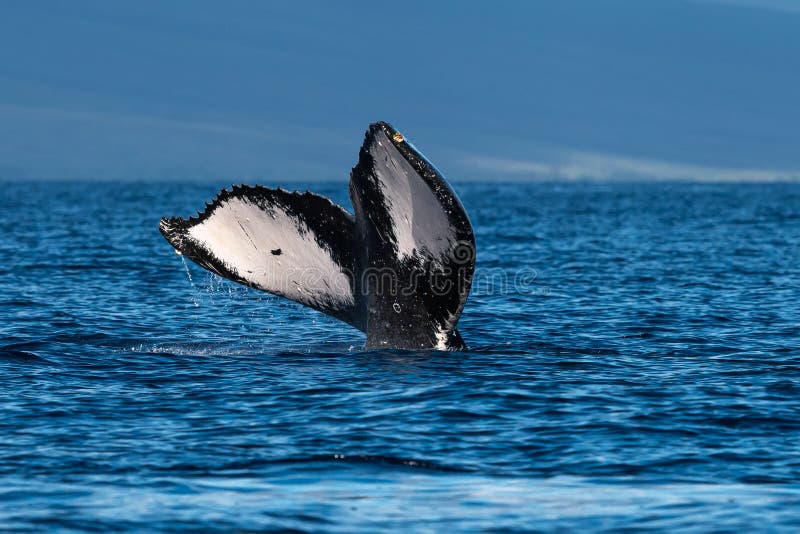 Humpback Whale Tail Fluke Near Lahaina in Hawaii. Stock Image - Image ...