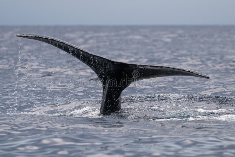 Humpback whale tail fluke stock image. Image of whale - 143647483