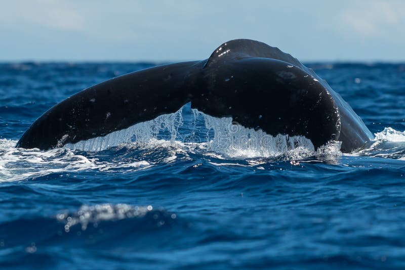 Humpback whale tail fluke stock image. Image of ocean - 143647513