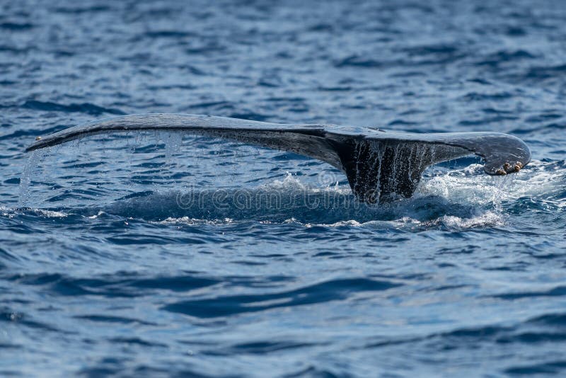 Humpback whale tail fluke stock image. Image of humpback - 143647883