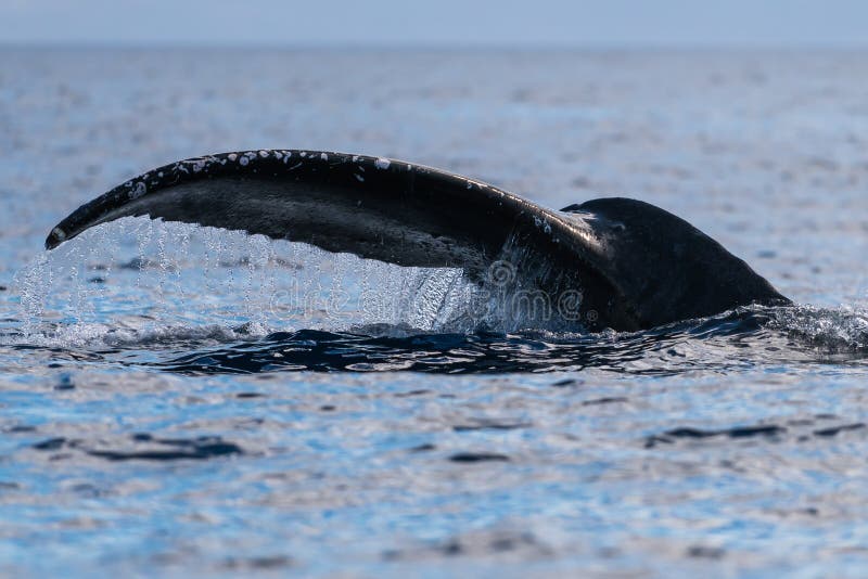 Humpback whale tail fluke stock photo. Image of fluke - 143647966
