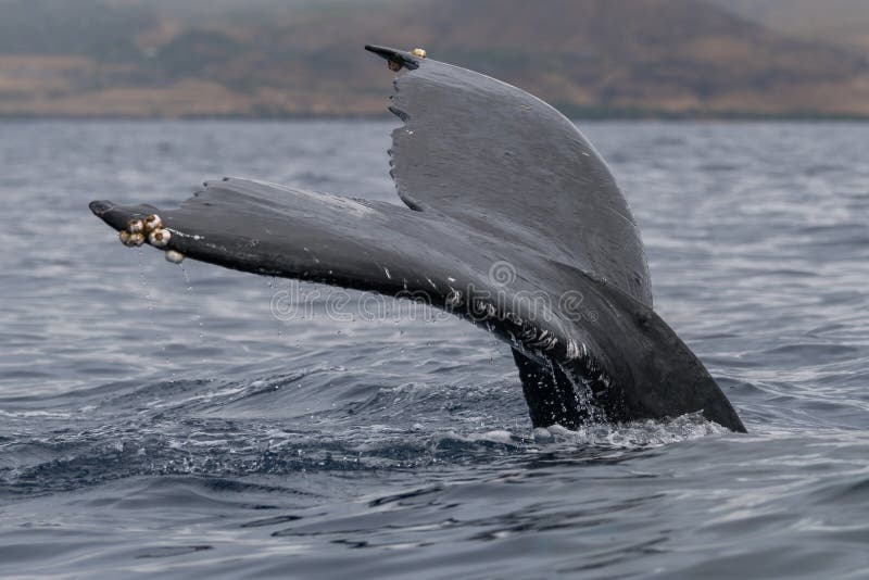 Humpback whale tail fluke stock image. Image of whale - 143648225