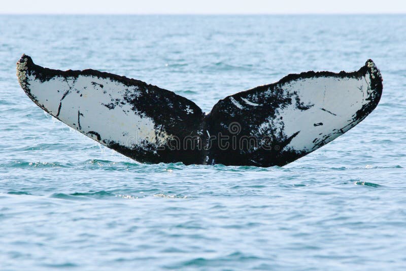 Humpback Whale Tail or Fluke Stock Image - Image of watchers, water ...