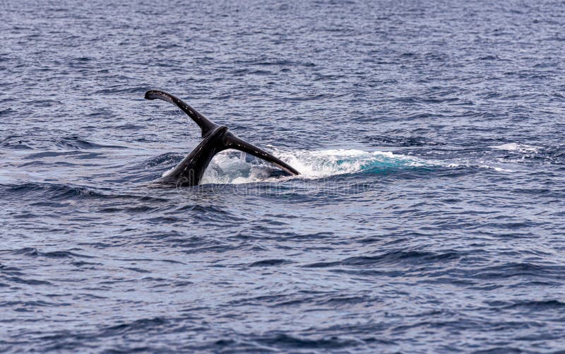 Humpback Whale Tail stock image. Image of watching, humpback - 273064867