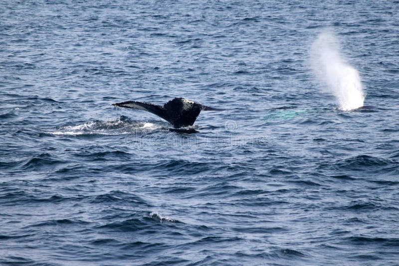It`s a Whale of a Tale Tail. Humpback Whale. Stock Image - Image of ...