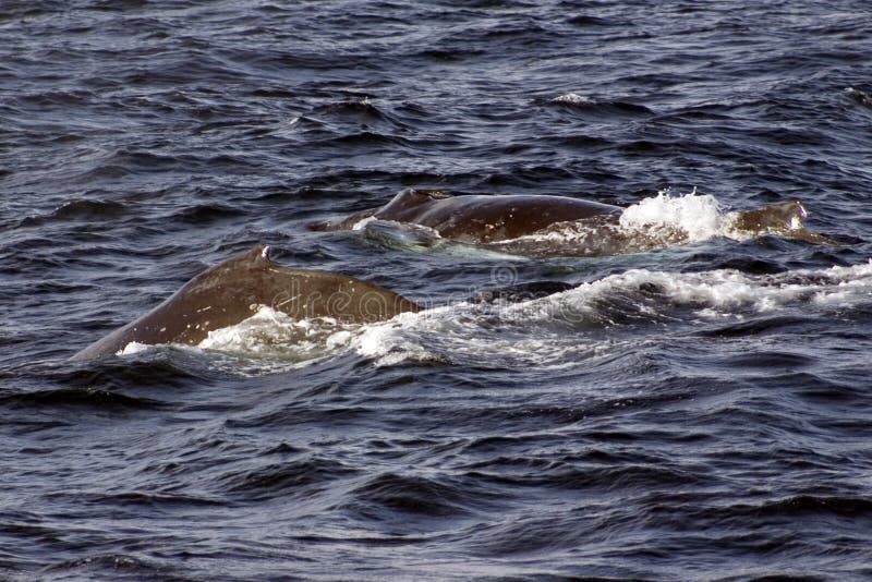 Humpback Whales stock photo. Image of nature, fluke, back - 969728