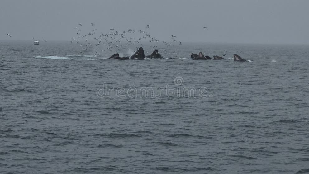 Humpback Whales Bubble Feeding in a Group Stock Photo - Image of bubble ...