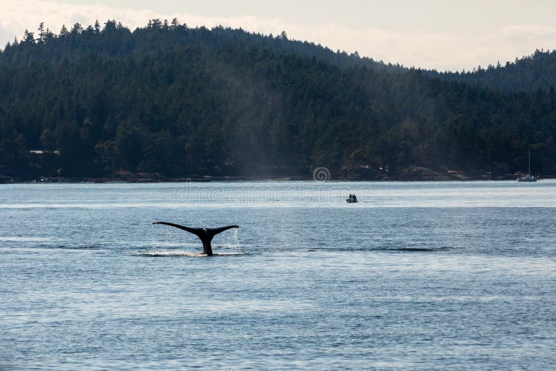 Humpback Whales in the Ocean at Vancouver in Canada Stock Photo - Image ...