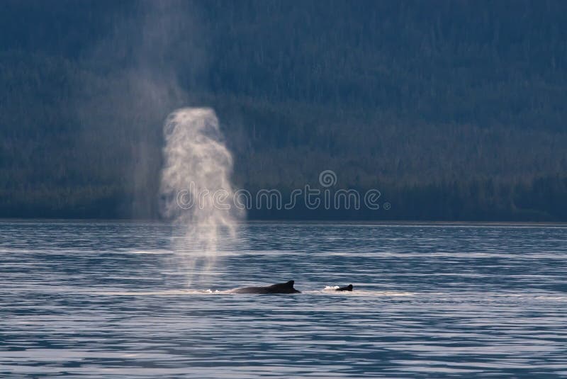 Humpback Whales Spouting stock photo. Image of water - 21359158