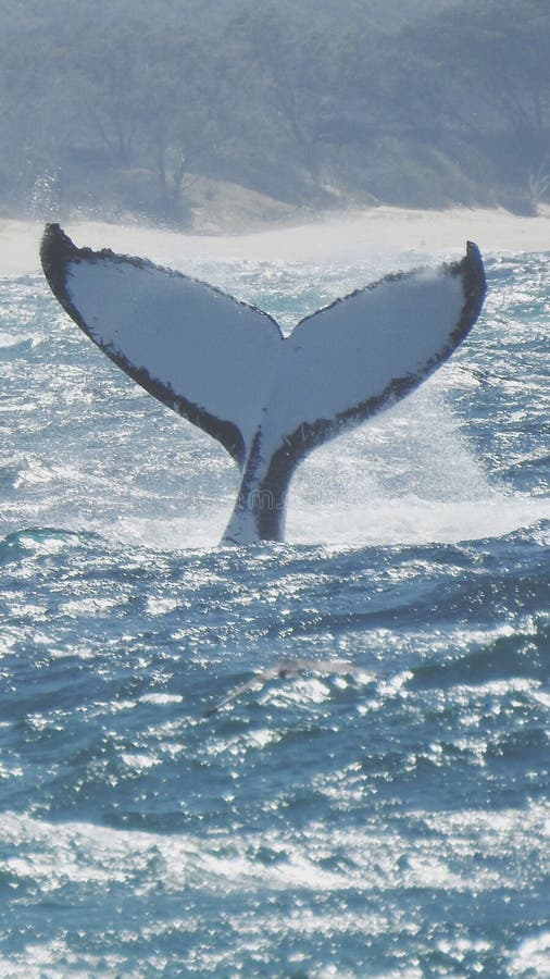 A Humpback Whales Tale stock image. Image of headland - 130267001