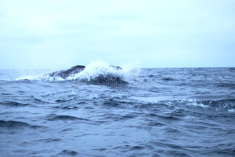 Humpbacked Whale stock image. Image of swimming, spray - 10890077