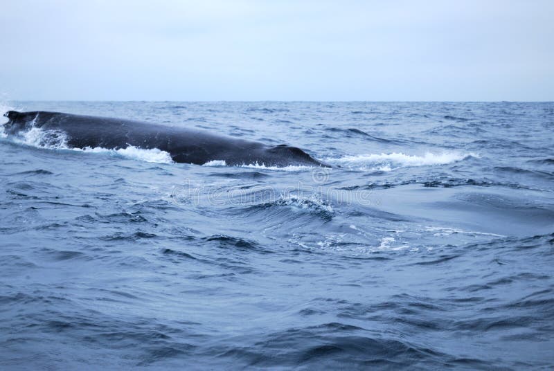 Humpbacked whale stock photo. Image of power, large, fish - 10890116