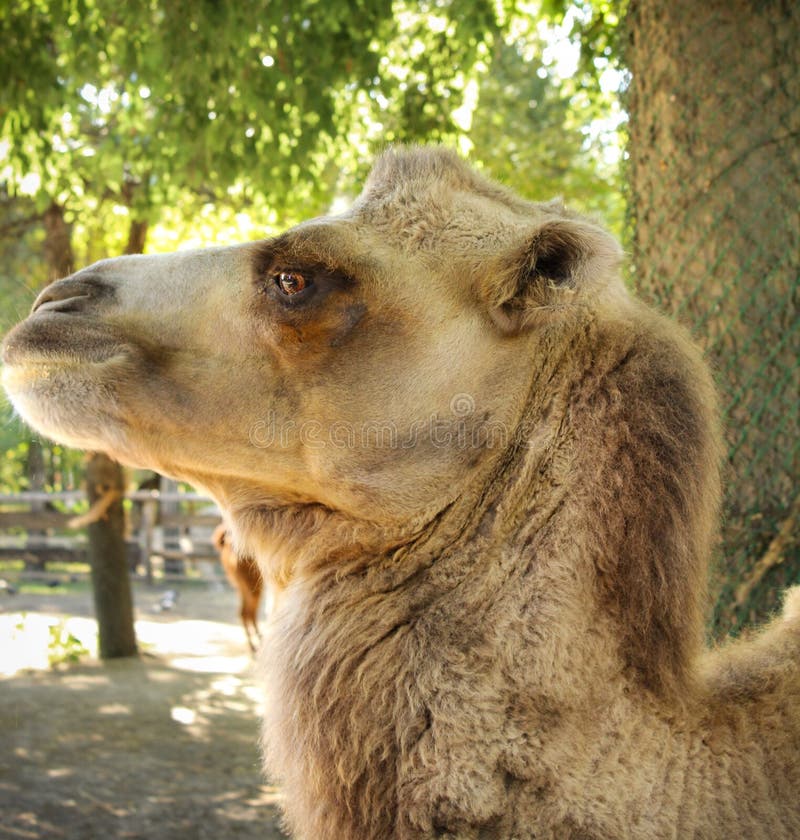 Humped Camel from Side View Smile in Zoo. Editorial Stock Image - Image ...