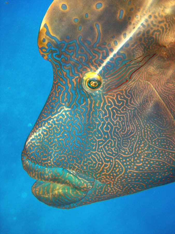 1+ Humphead maori wrasse australia Free Stock Photos - StockFreeImages