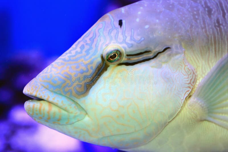 Humphead wrasse stock image. Image of exotic, coral, nature - 38278225