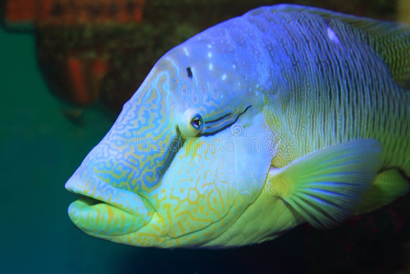 Humphead Wrasse at the Great Barier Reef Australia Stock Image - Image ...